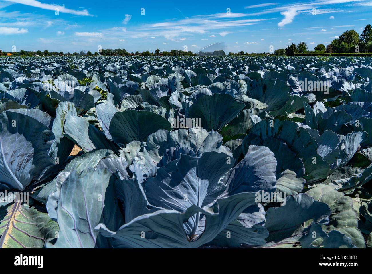 Vegetable cultivation, field with red cabbage, blue cabbage, near ...