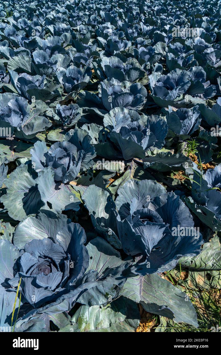 Vegetable cultivation, field with red cabbage, blue cabbage, near ...