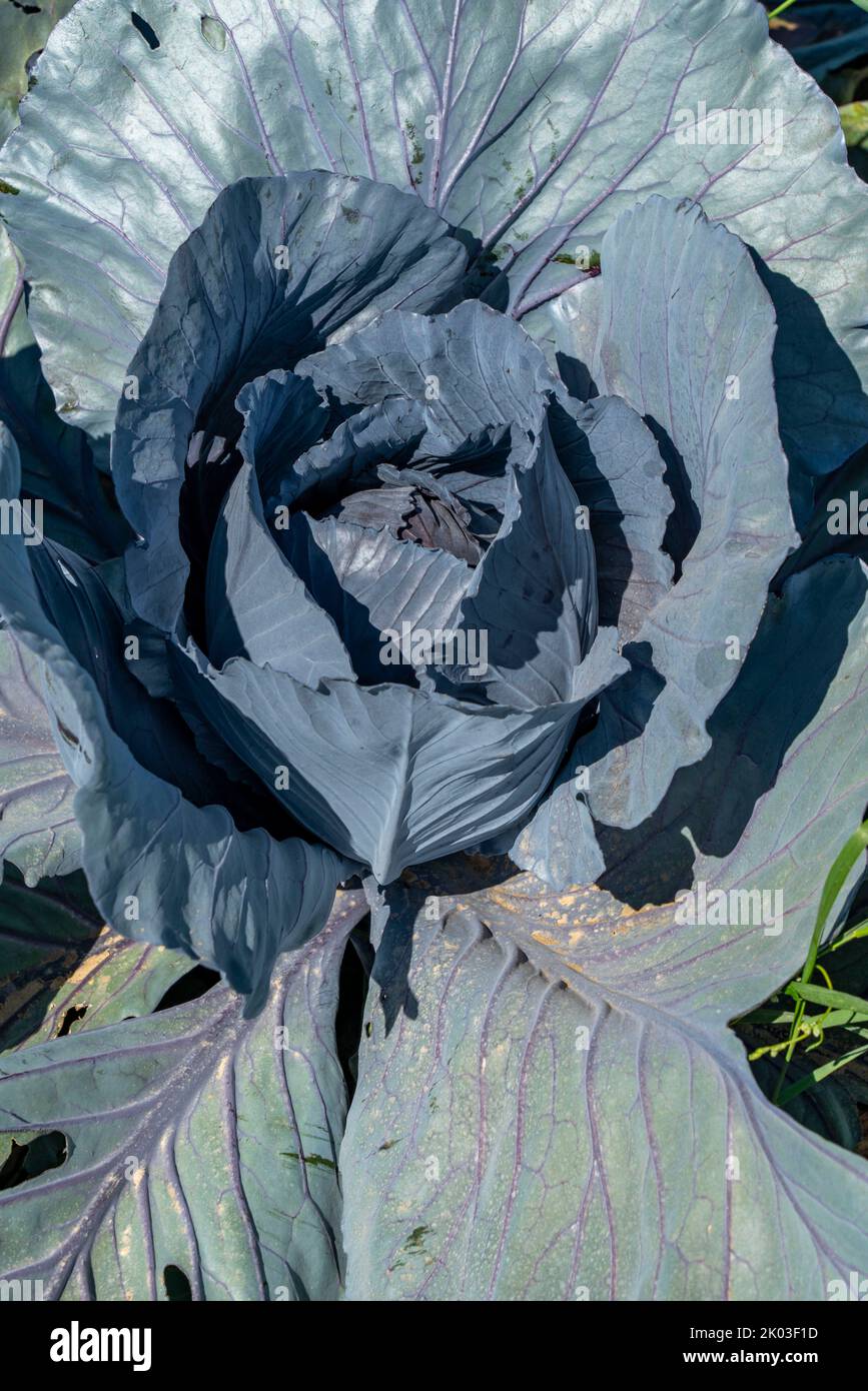 Vegetable cultivation, field with red cabbage, blue cabbage, near ...