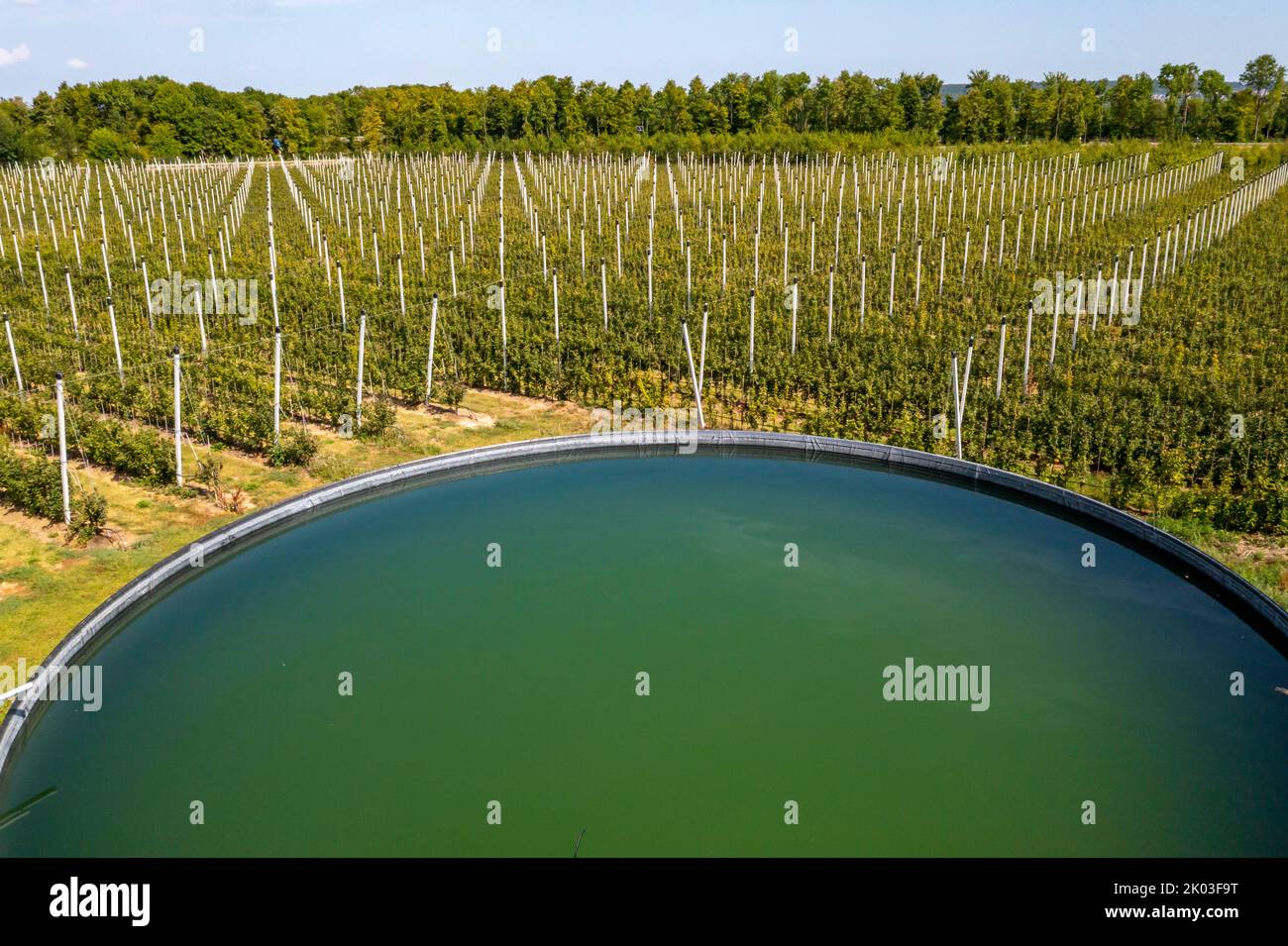 Fruit growing, berry crops, rainwater tank for crop irrigation, Germany ...