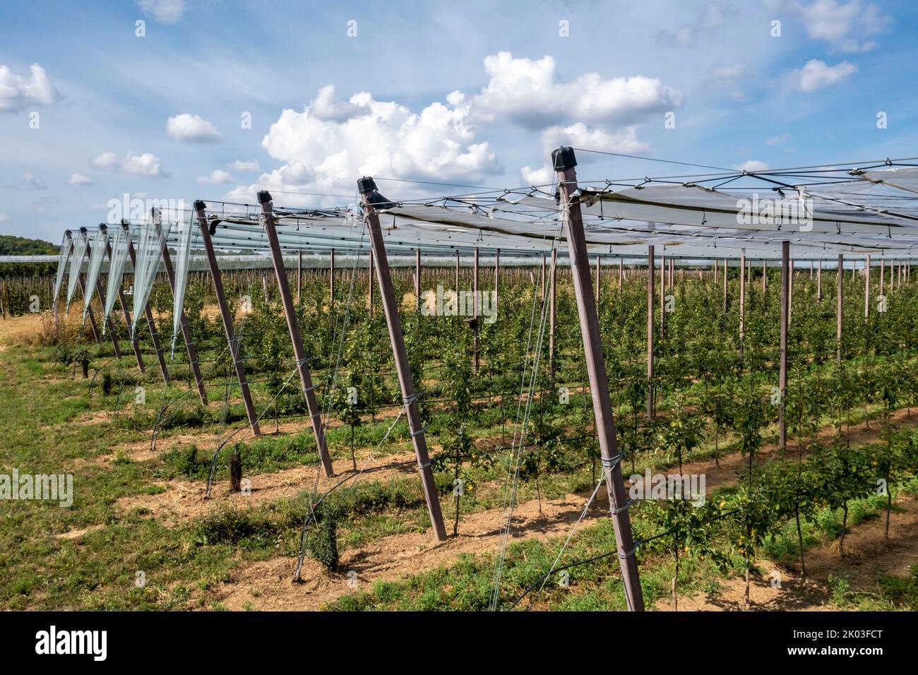 Fruit growing, berry crops, protective nets against birds, hail, heavy ...