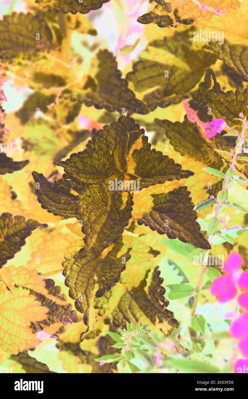 Common coleus plants growing in the sunny summer meadow in a bright ...