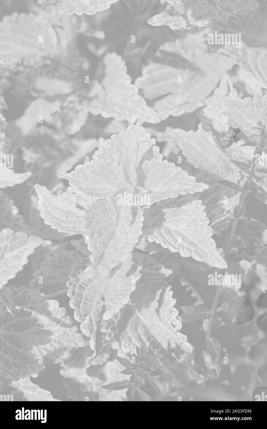 Cheerful common Black and White Stock Photos & Images - Alamy