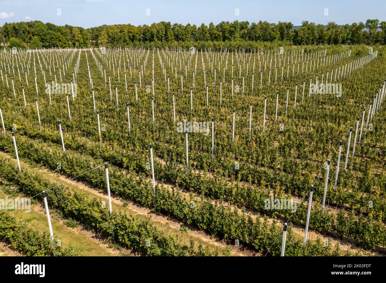Fruit growing, berry crops, protective nets against birds, hail, heavy ...