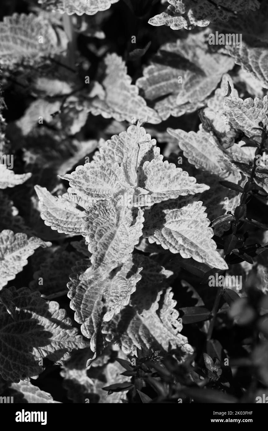 Common coleus plants growing in the sunny summer meadow in a faded ...