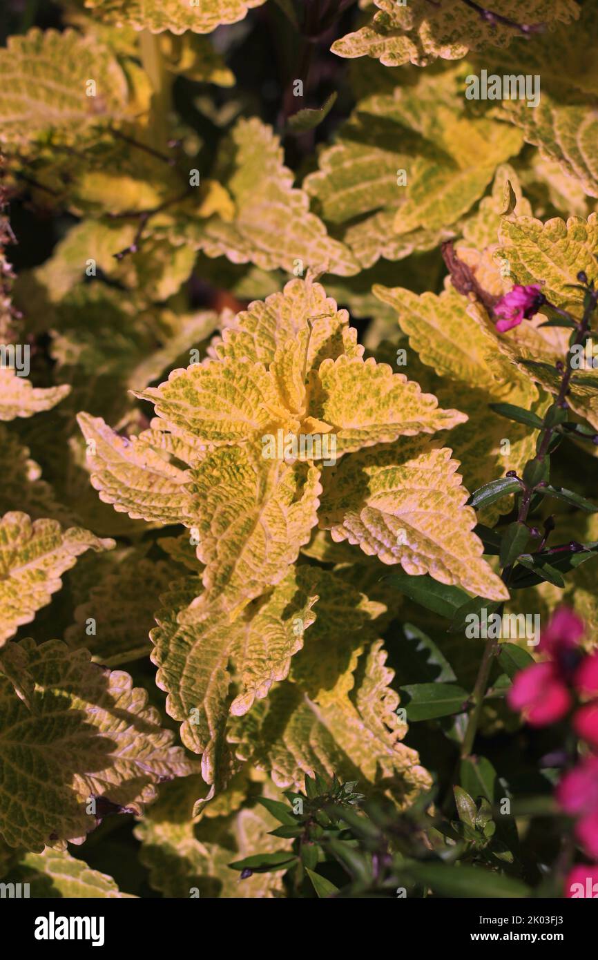 Common coleus plants growing in the sunny summer meadow Stock Photo - Alamy