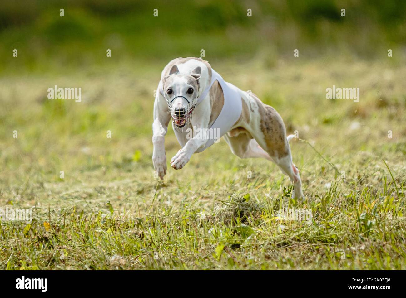 Dog running in green field and chasing lure at full speed on coursing ...