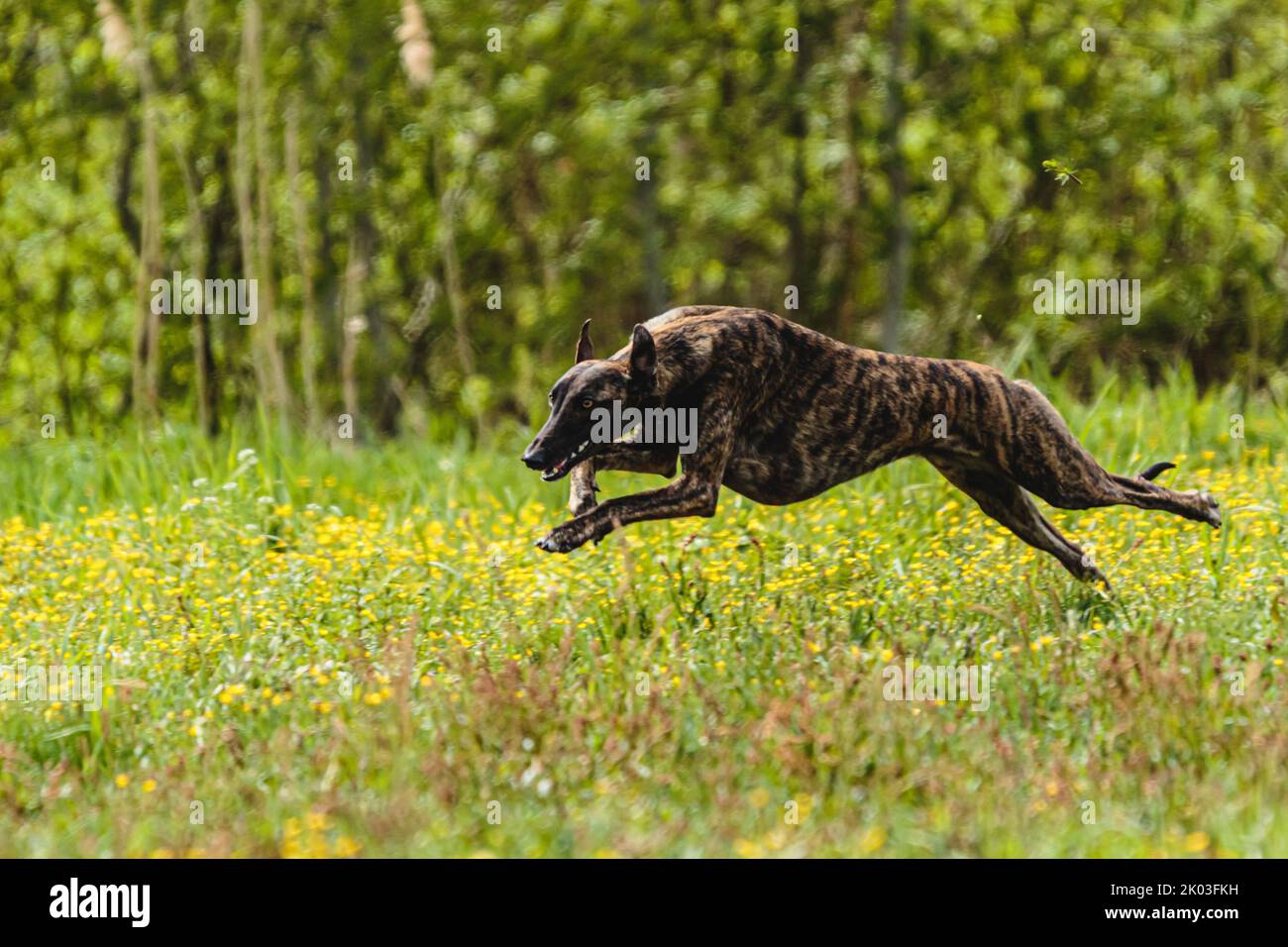 Dog running in green field and chasing lure at full speed on coursing ...