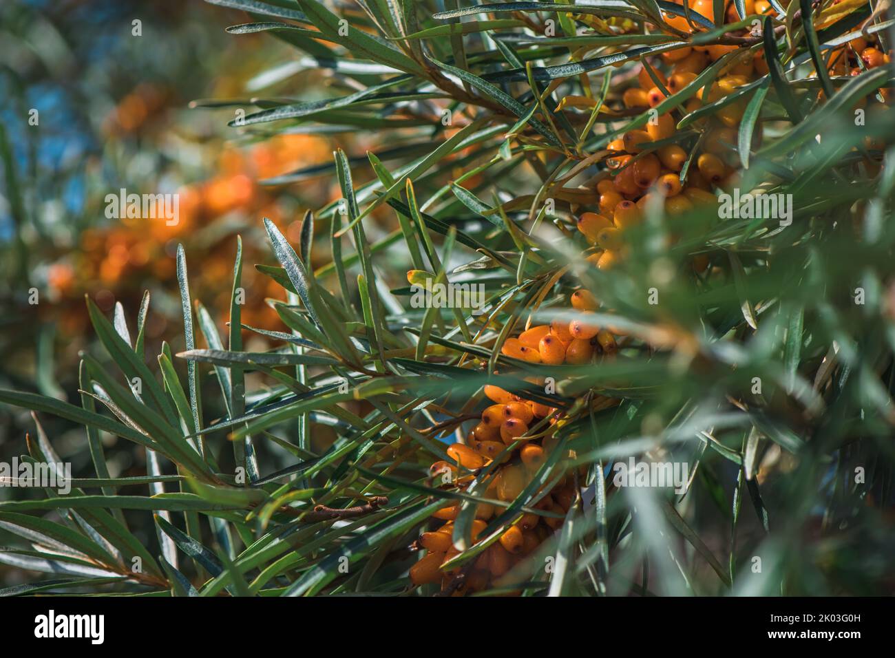 Sea buckthorn growing on a tree close up Hippophae rhamnoides . Sea ...