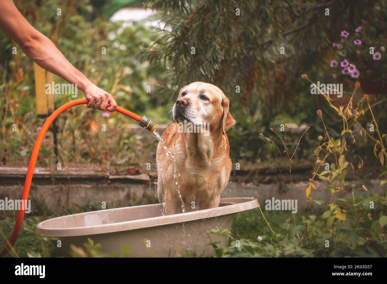 fawn adorable Labrador dog in hot weather is watered from a hose ...