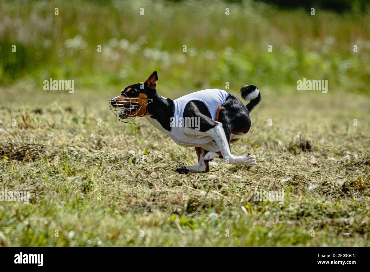 Dog running in green field and chasing lure at full speed on coursing ...