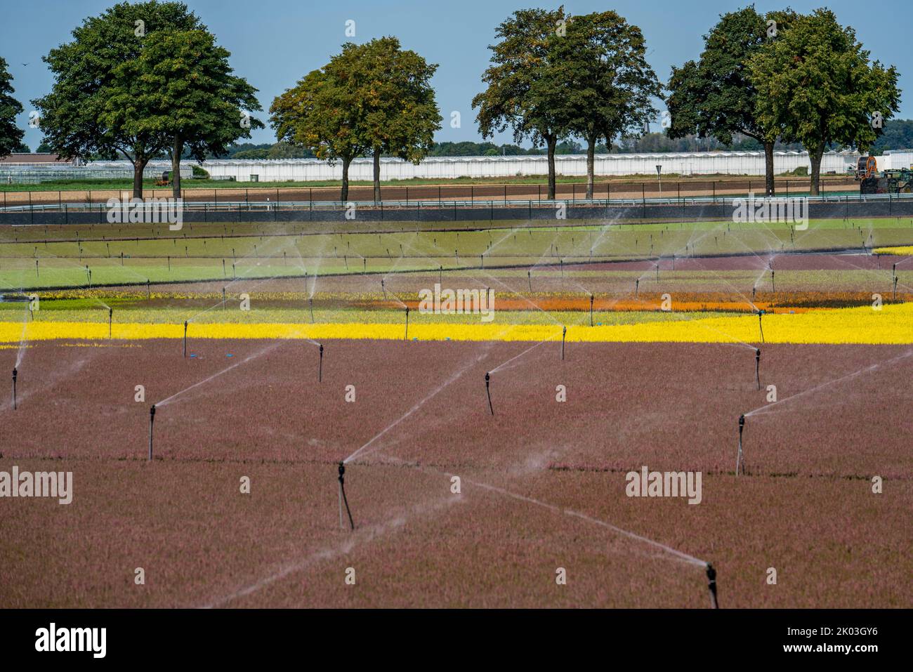 Horticultural business, irrigation with a sprinkler system, outdoors ...