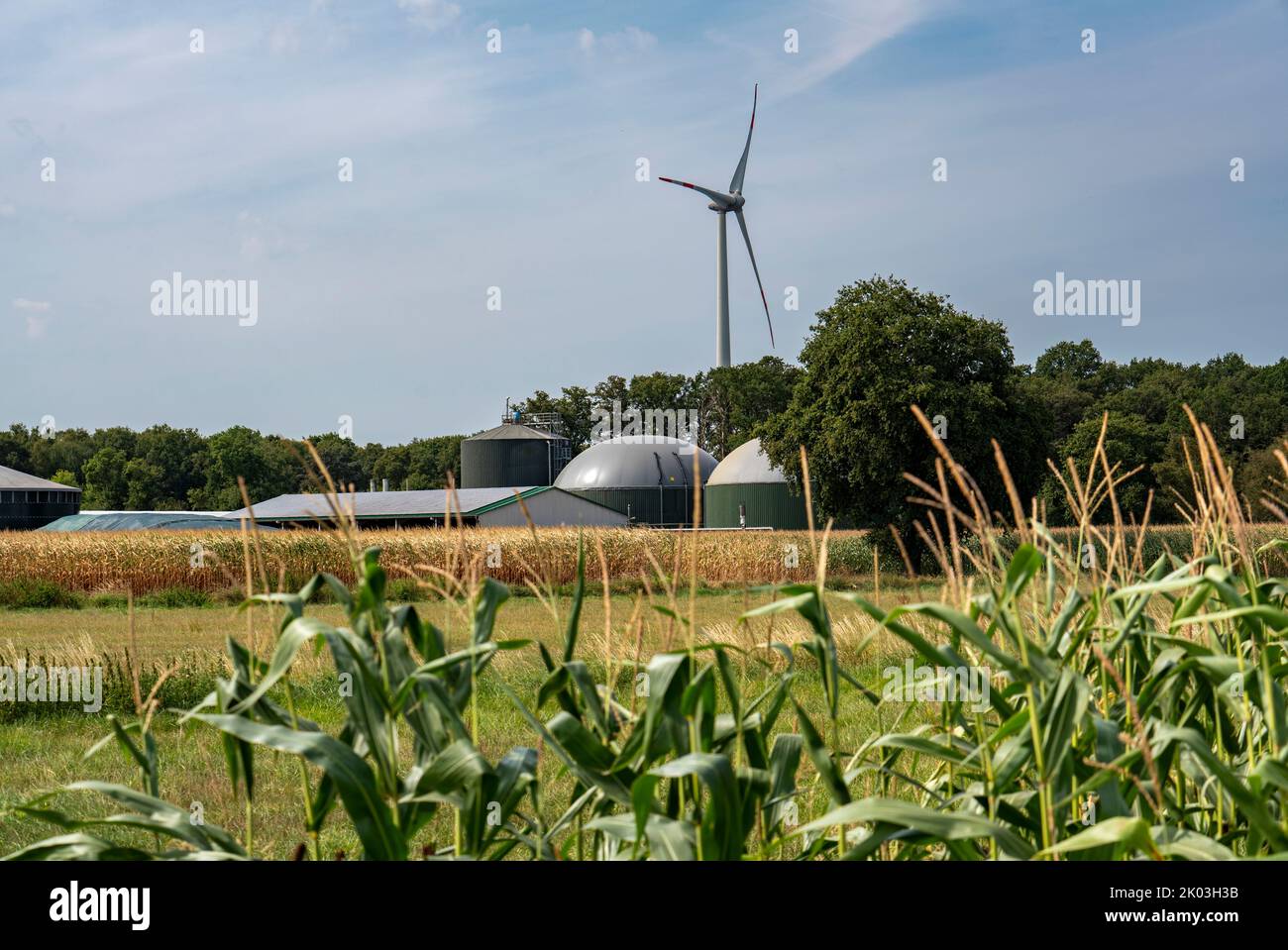Farm with biogas plant, wind power plant, maize field, near Straelen ...