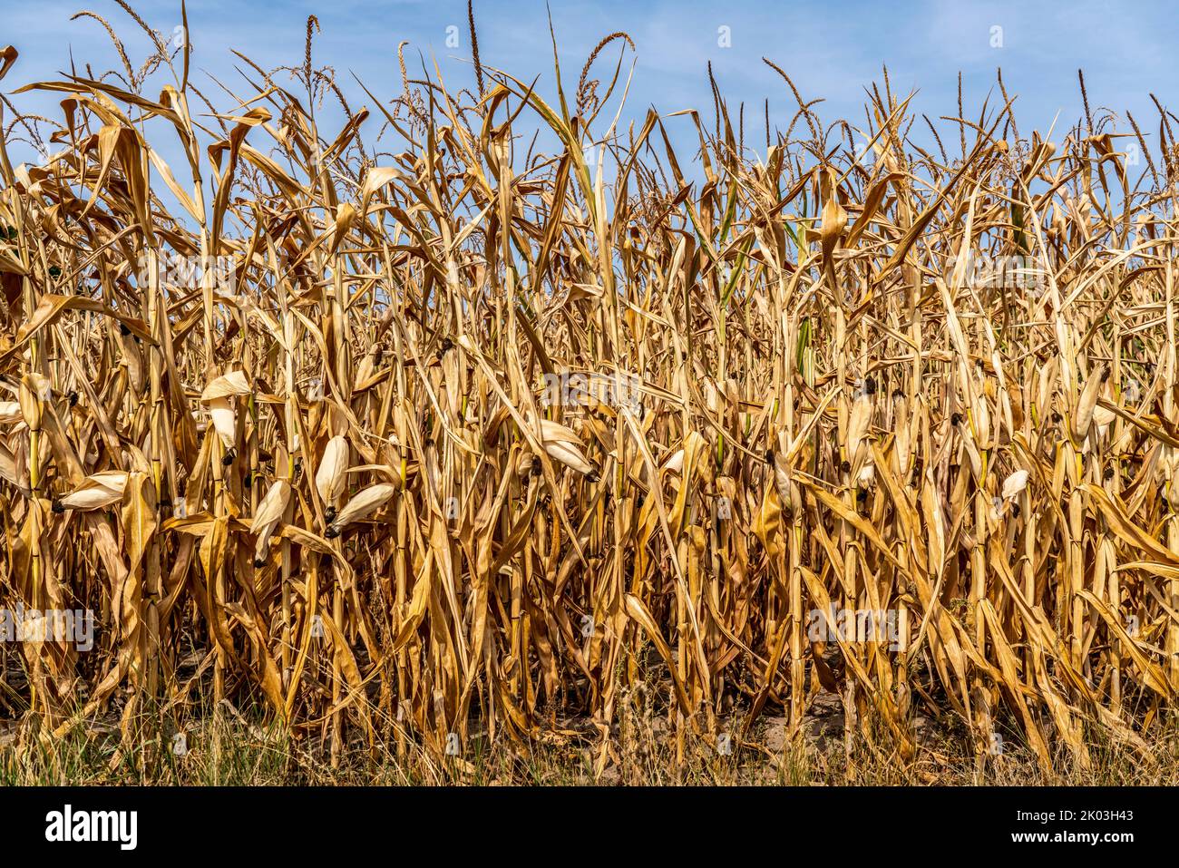 Maize field dried up and only low grown, small maize cobs, due to the ...