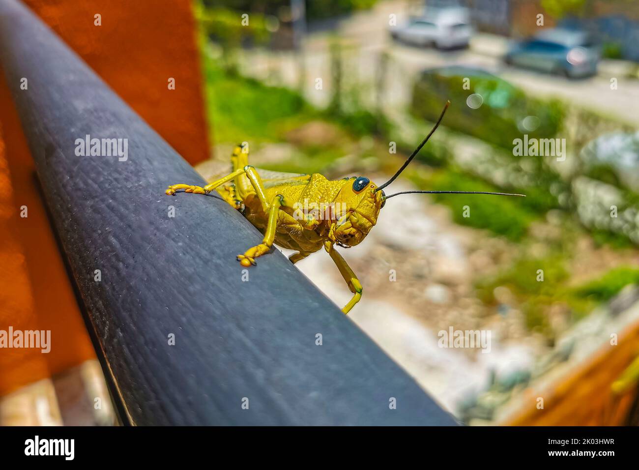 Huge giant green grasshopper sitting on metal railing in Playa del ...
