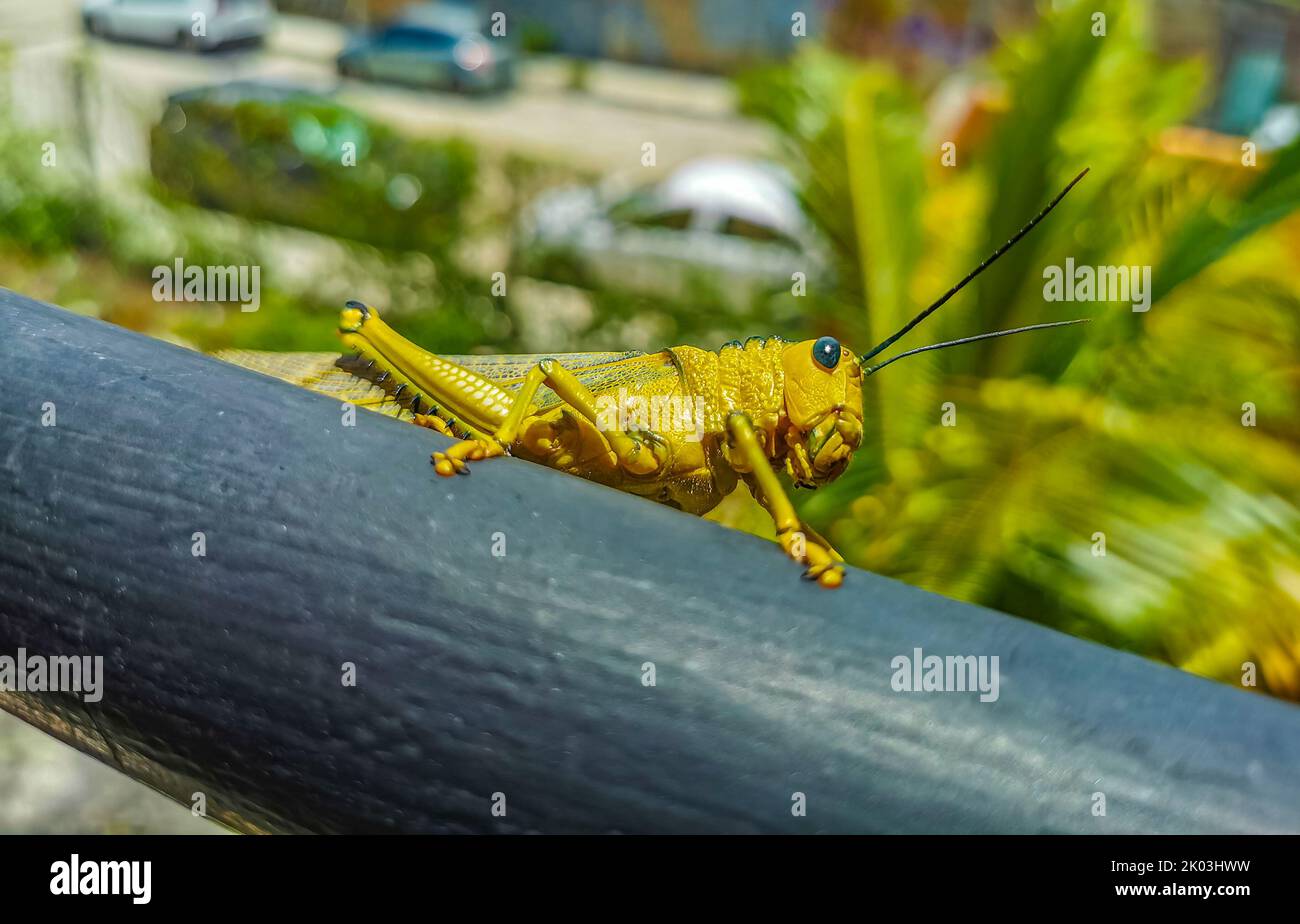 Huge giant green grasshopper sitting on metal railing in Playa del ...