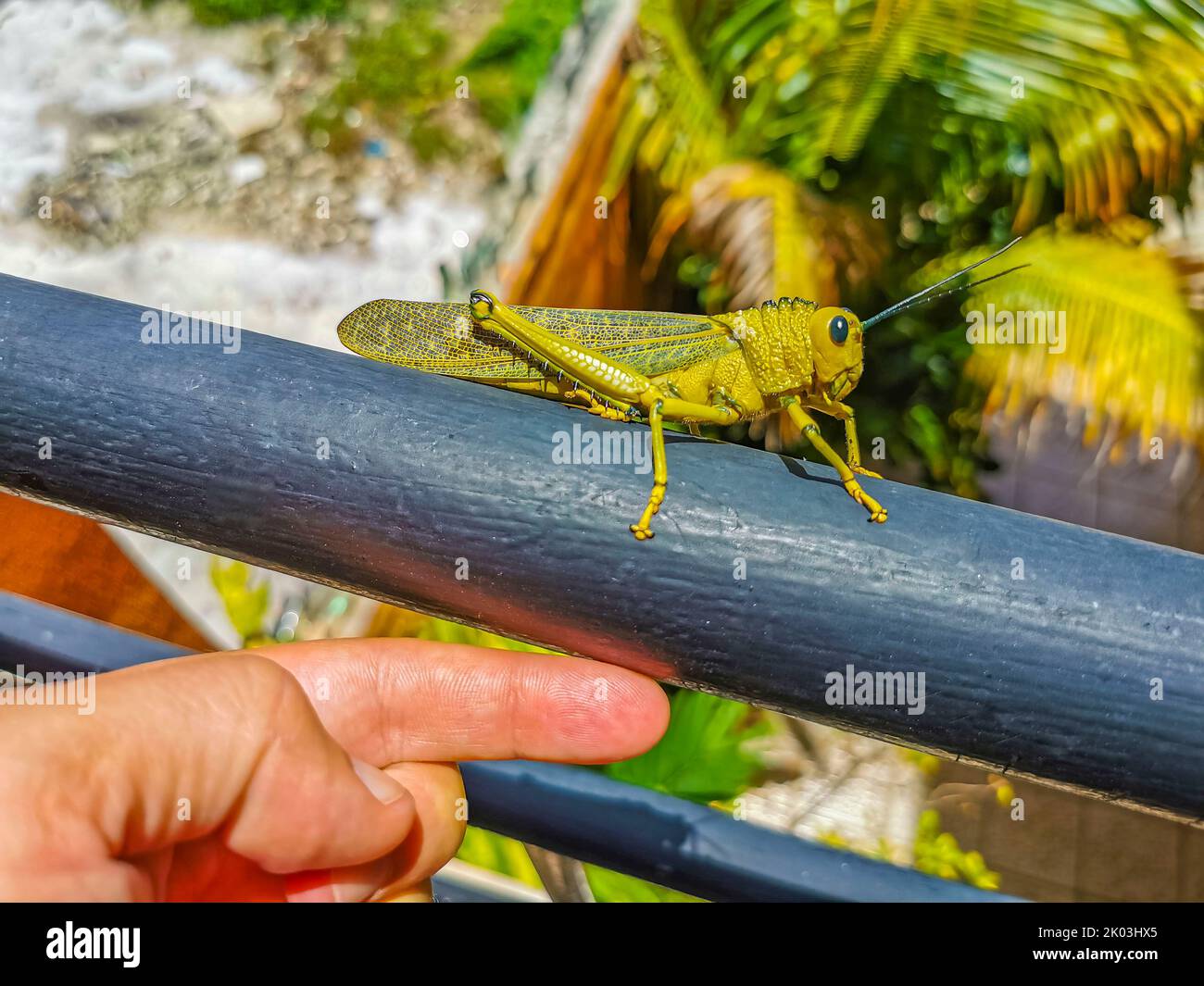 Huge giant green grasshopper sitting on metal railing in Playa del ...