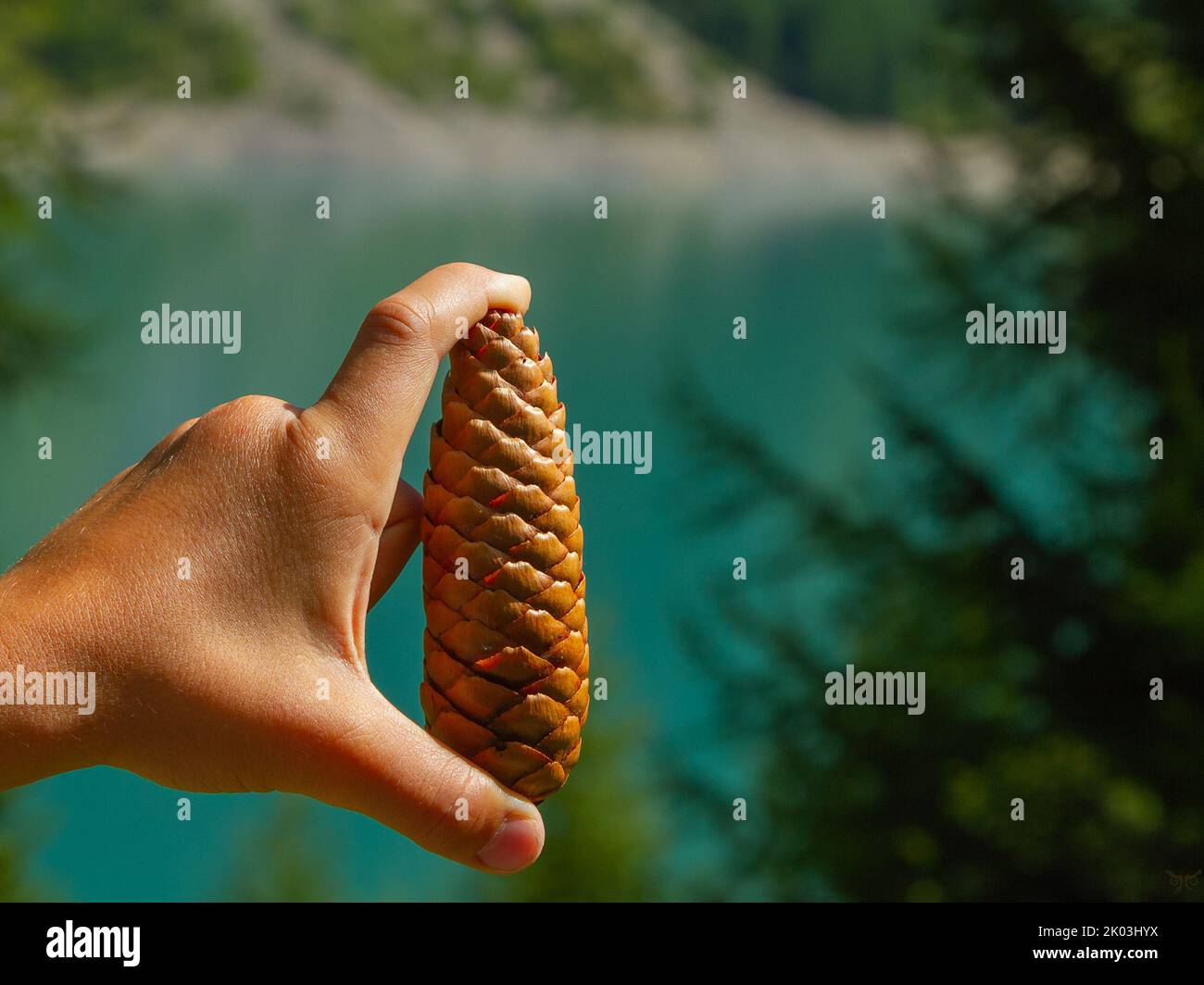 Boy touching the branches of a tree. Green environment forest ...