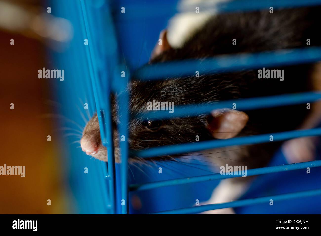 Black tame rat in a cage. Breeding, keeping rats Stock Photo - Alamy