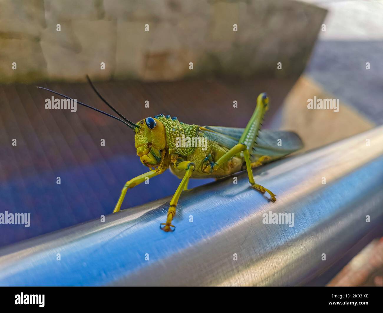 Huge giant green grasshopper sitting on metal railing in Playa del ...