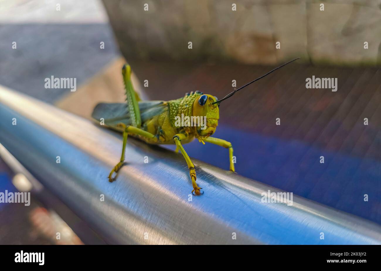 Huge giant green grasshopper sitting on metal railing in Playa del ...