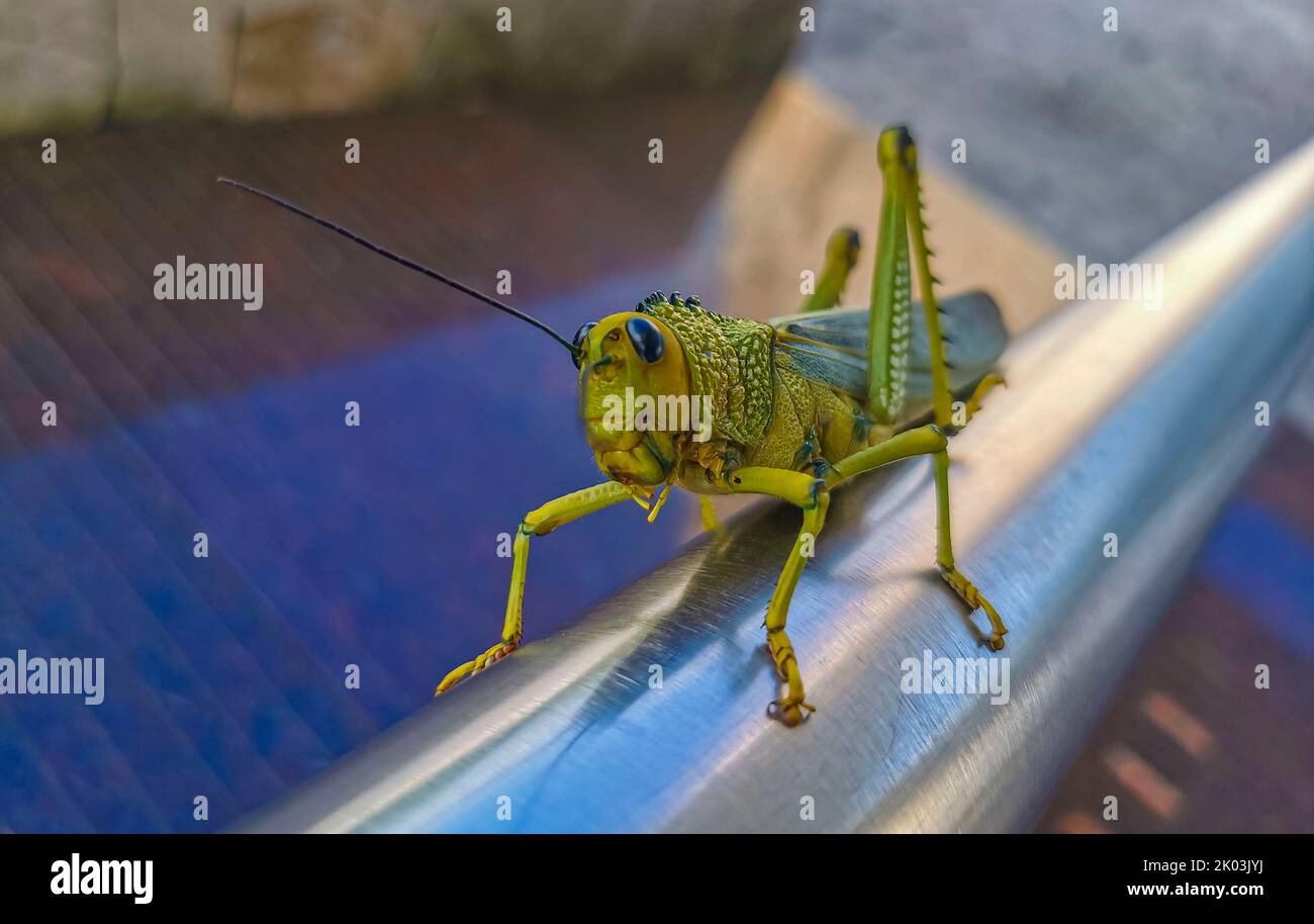 Huge giant green grasshopper sitting on metal railing in Playa del ...