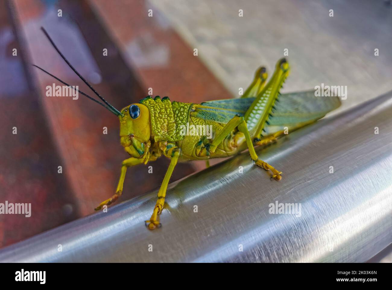 Huge giant green grasshopper sitting on metal railing in Playa del ...