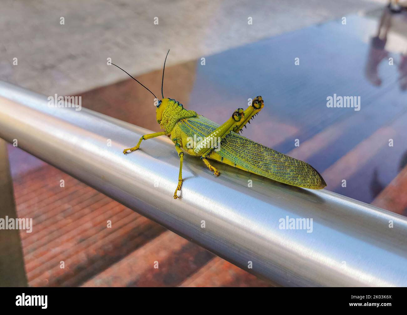 Huge giant green grasshopper sitting on metal railing in Playa del ...