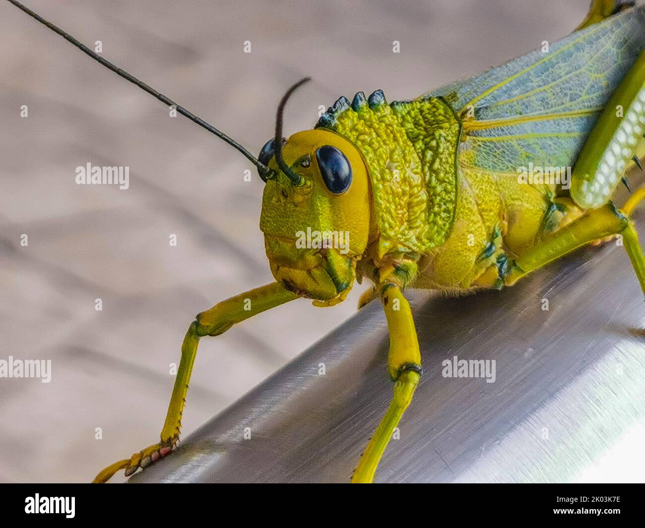 Huge giant green grasshopper sitting on metal railing in Playa del ...