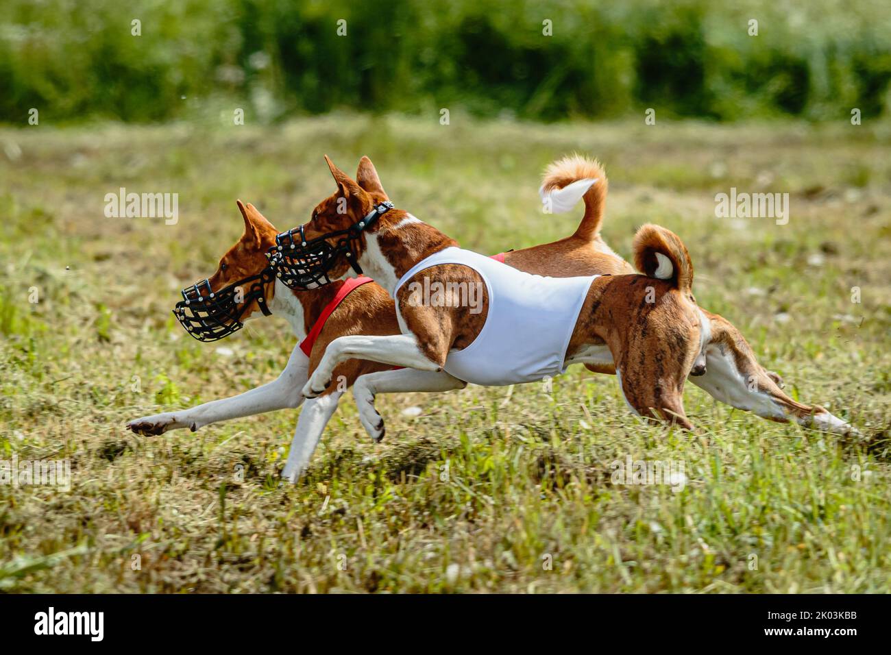 Dog running in green field and chasing lure at full speed on coursing ...