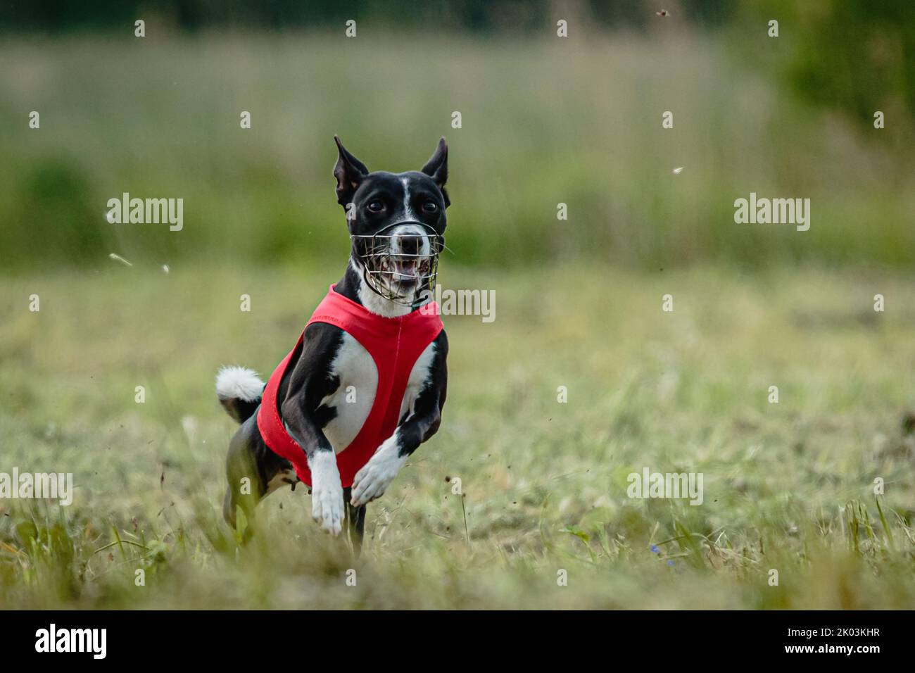Dog running in green field and chasing lure at full speed on coursing ...