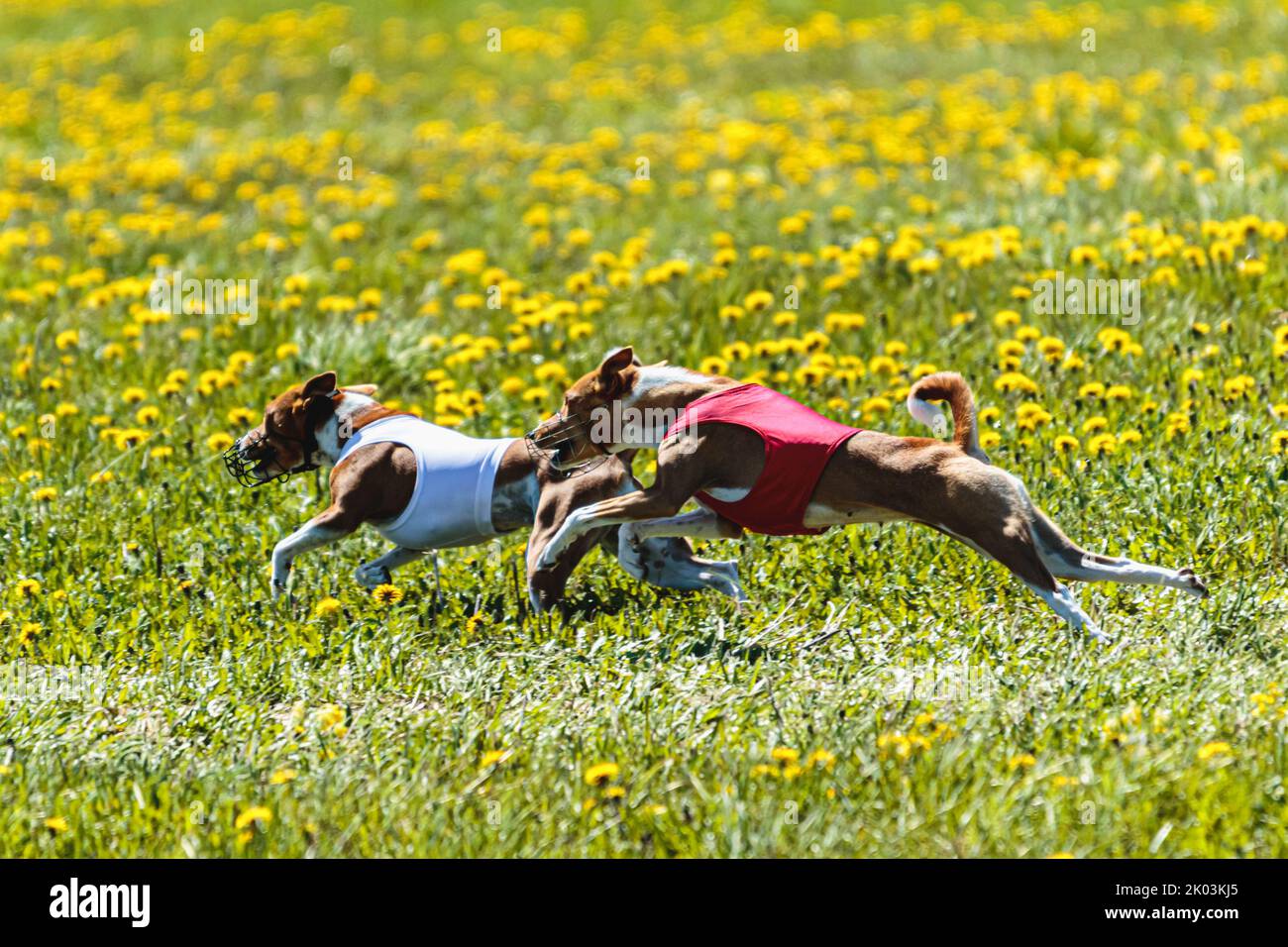 Dog running in green field and chasing lure at full speed on coursing ...