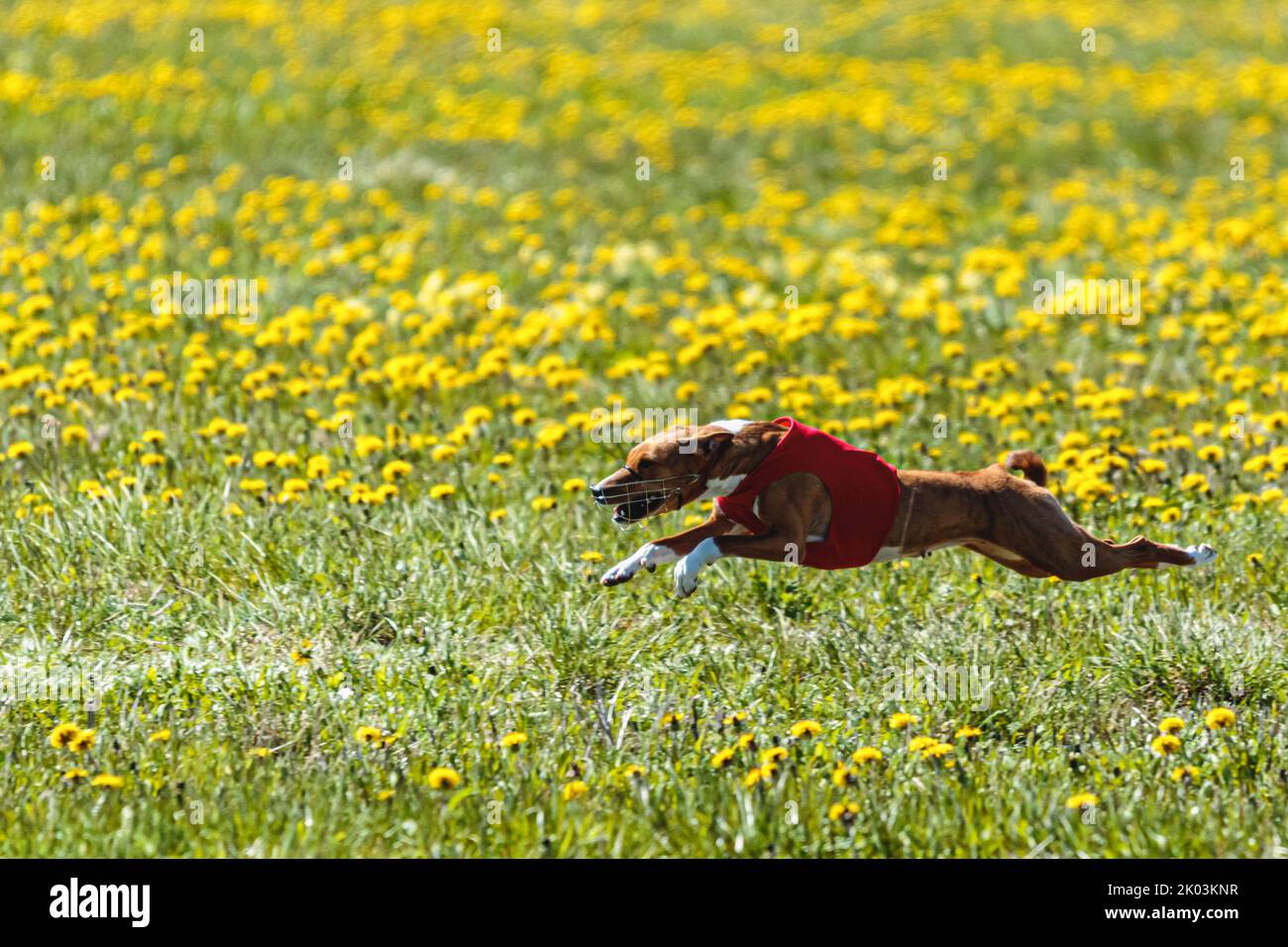 Dog running in green field and chasing lure at full speed on coursing ...