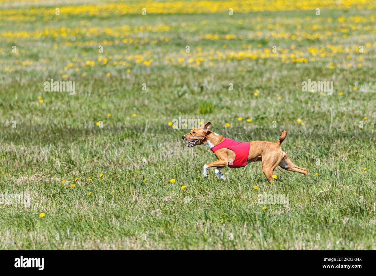 Dog running in green field and chasing lure at full speed on coursing ...