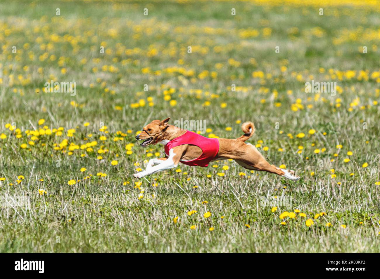 Dog running in green field and chasing lure at full speed on coursing ...