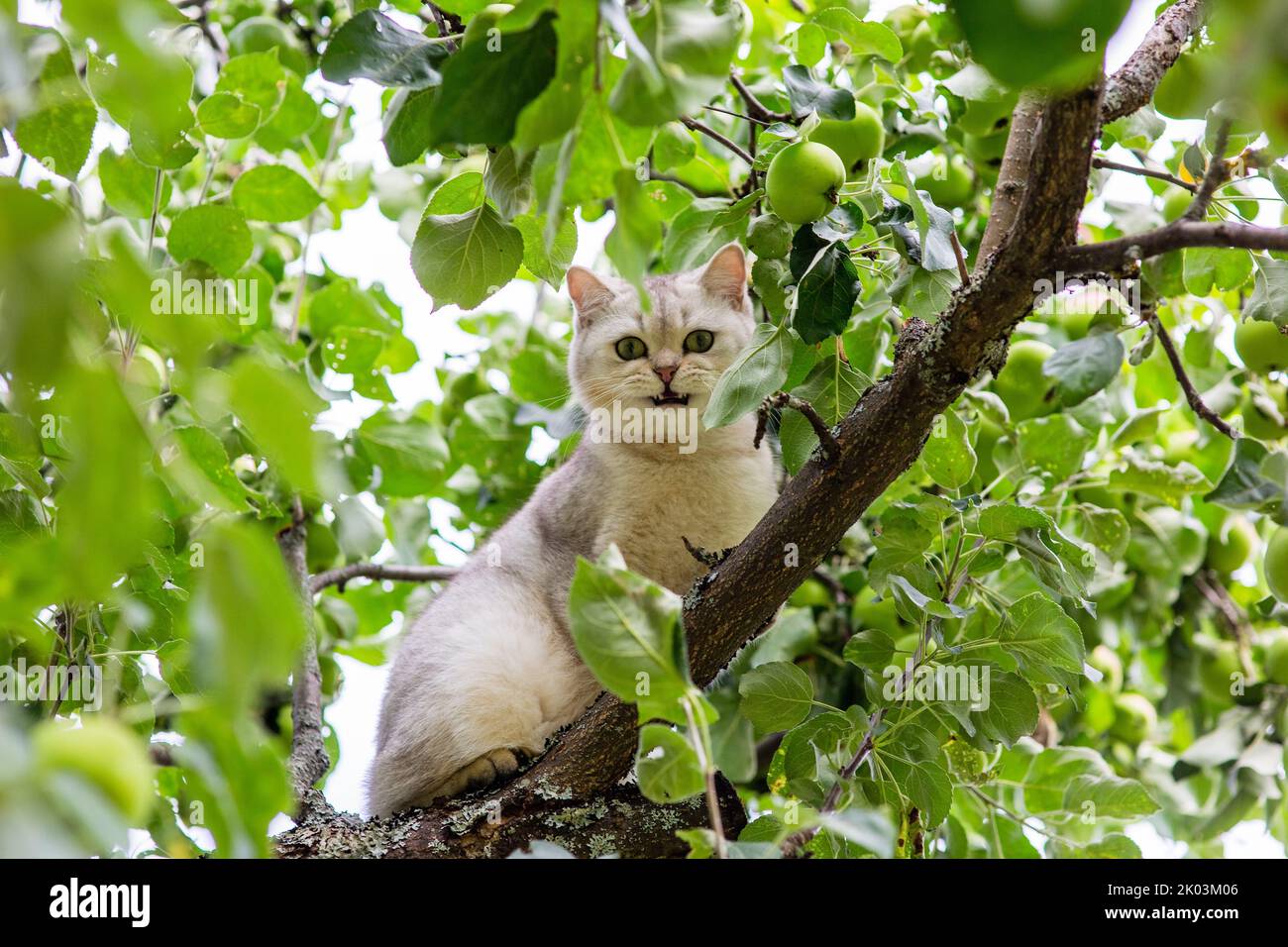A frightened white cat looks out among the leaves of an apple tree in ...