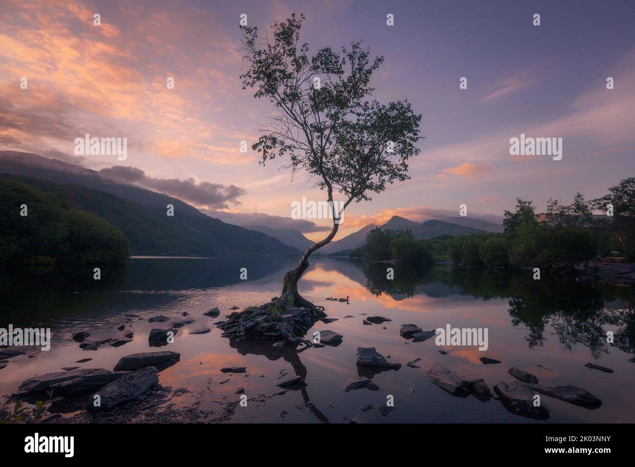 Lone Tree, Llyn Pardan, Snowdonia Stock Photo - Alamy