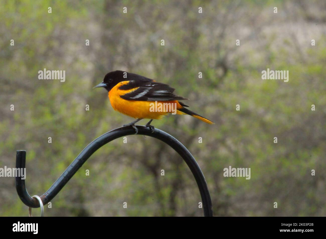 A male Baltimore Oriole sitting on a shepherd's hook with a blurred ...