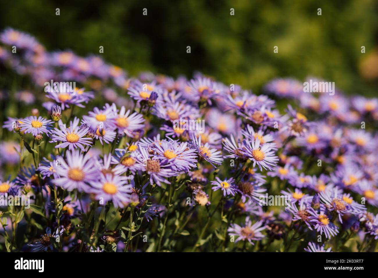 Purple and purple flowers with a yellow middle in the summer season ...