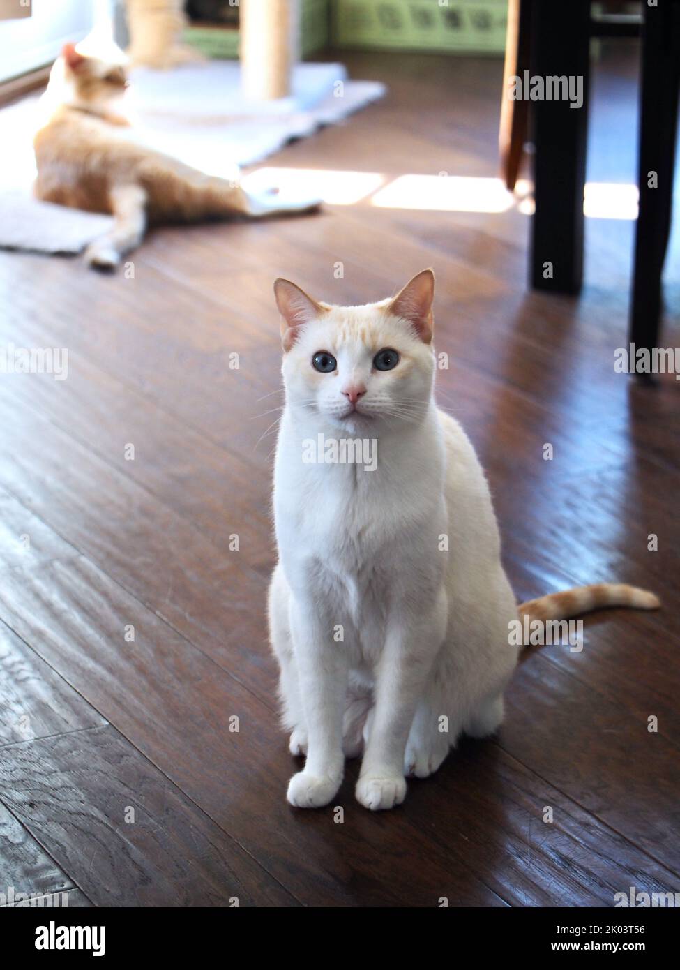 Mitzie the pretty flamepoint Siamese cat Stock Photo - Alamy