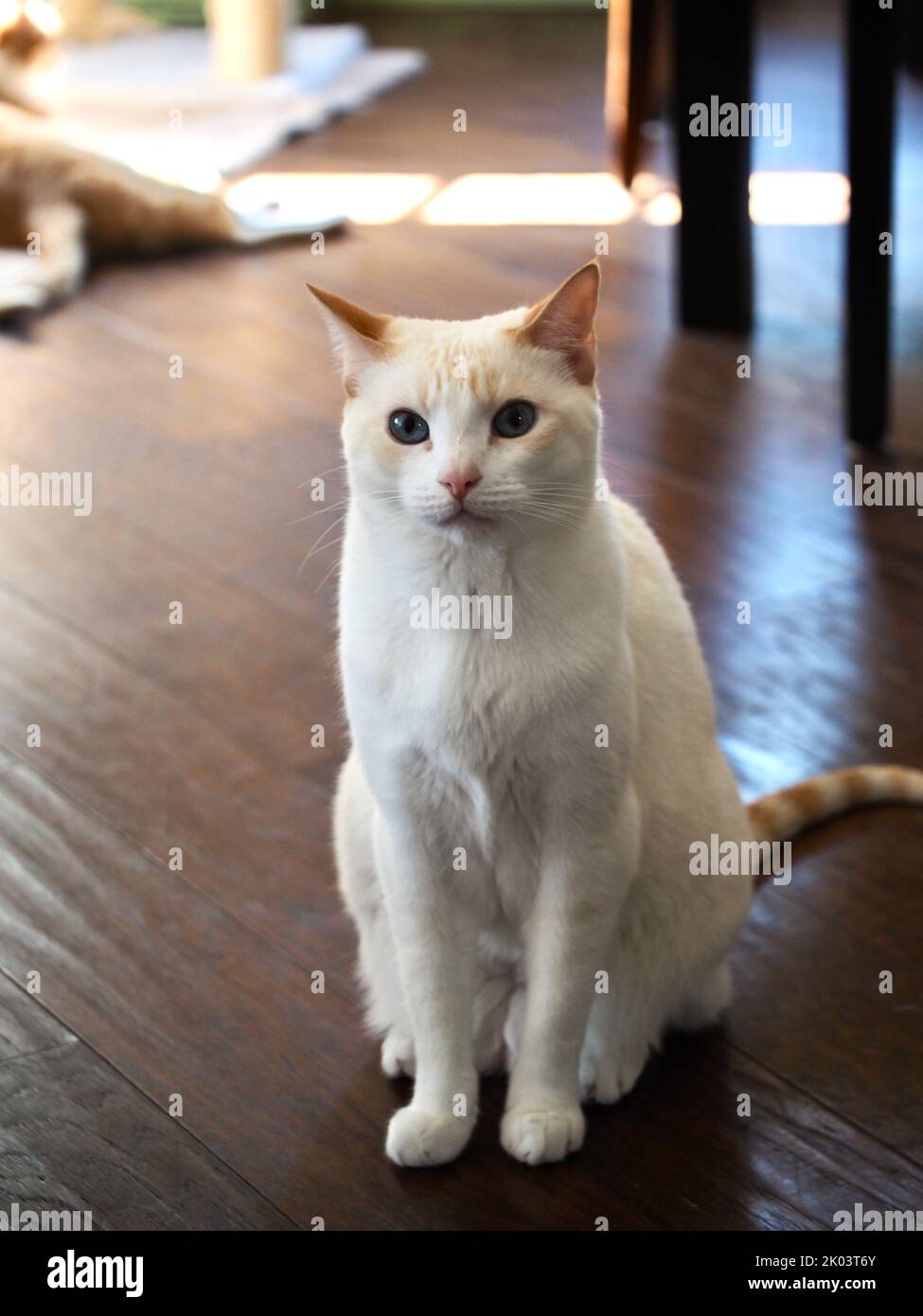 Mitzie the pretty flamepoint Siamese cat Stock Photo - Alamy