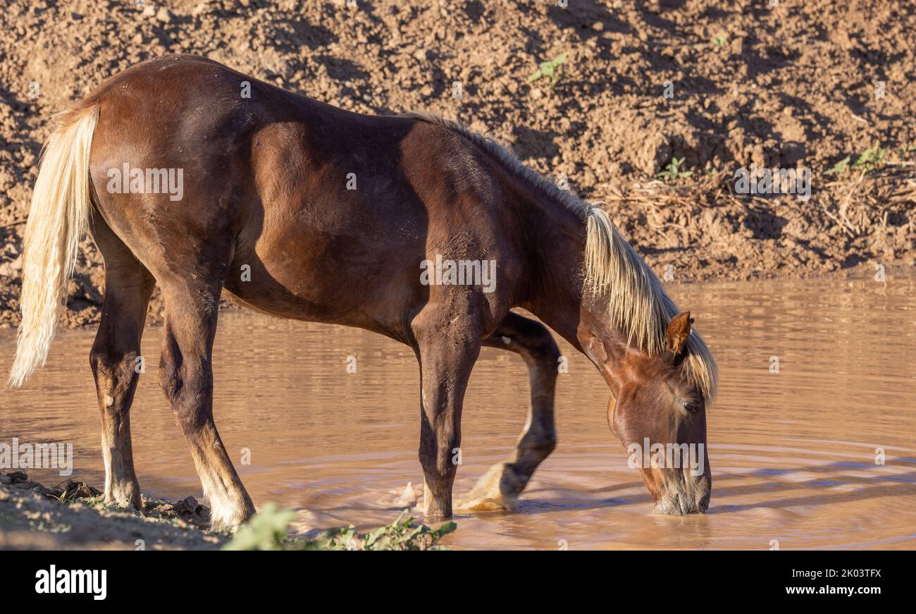 Wild Horses in the Wyoming Desert in Summer Stock Photo - Alamy