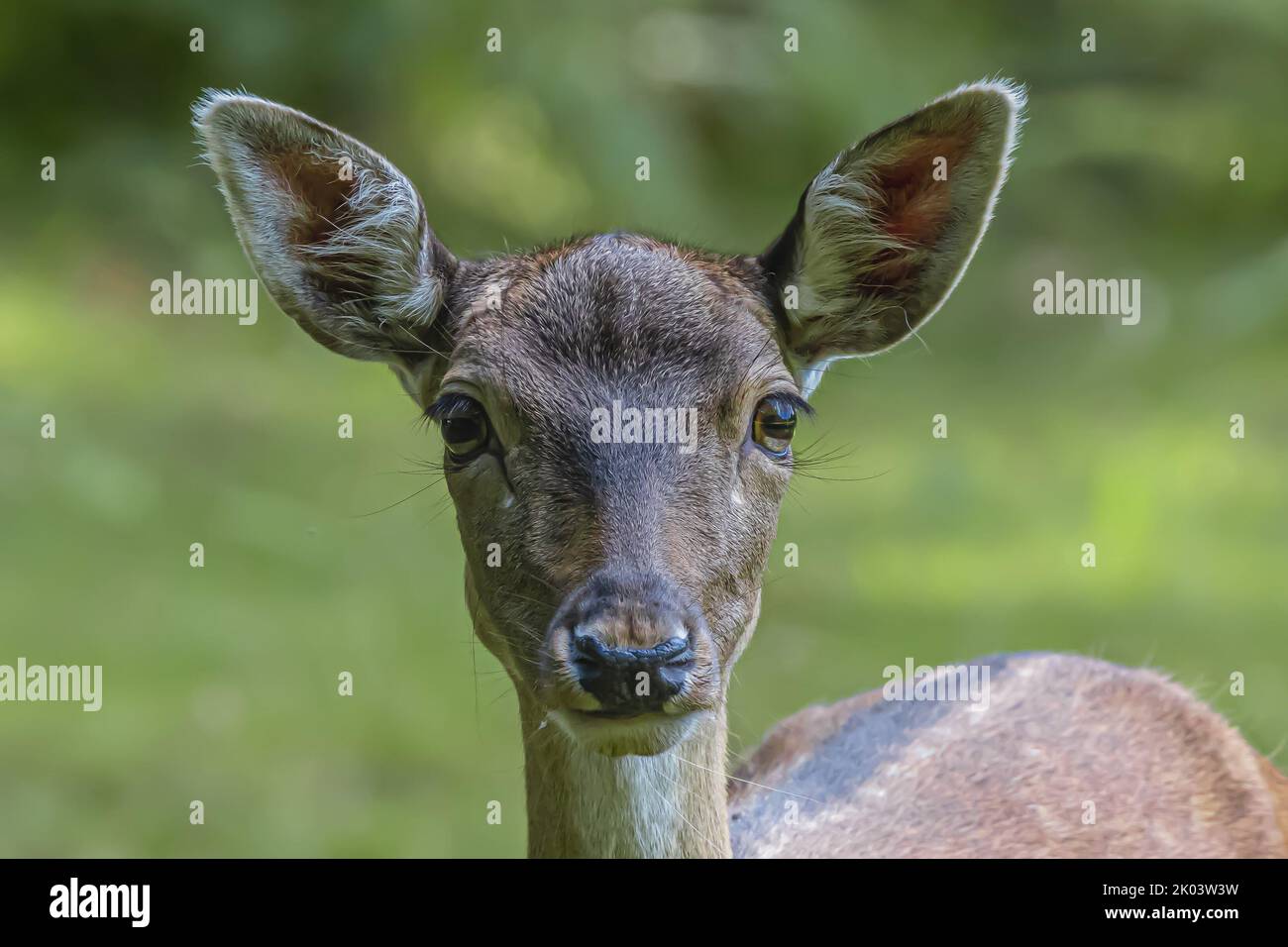 Whitetaildeer hi-res stock photography and images - Alamy