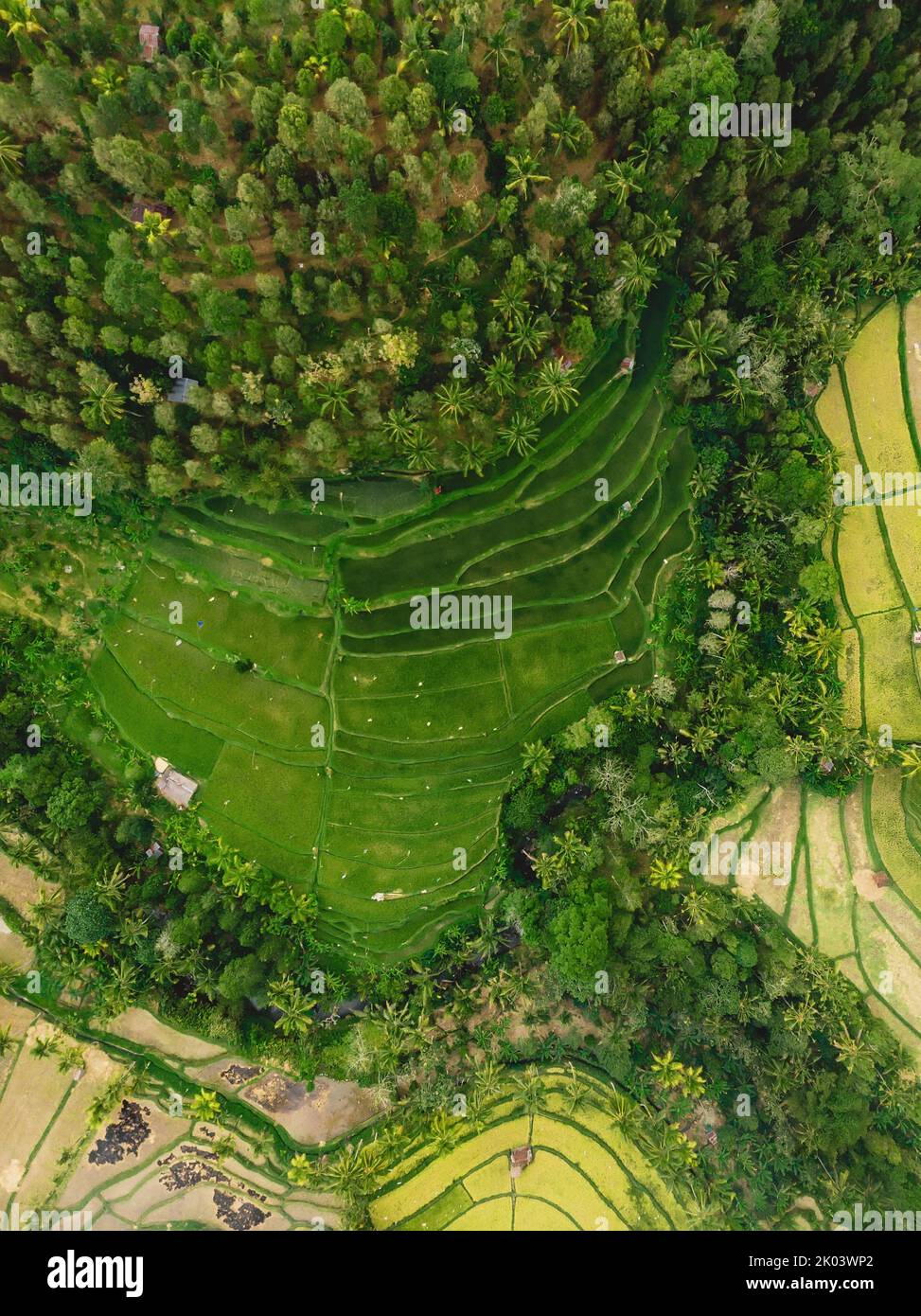 Aerial view with rice terraces in Asia. Rice fields in Bali island. Top ...
