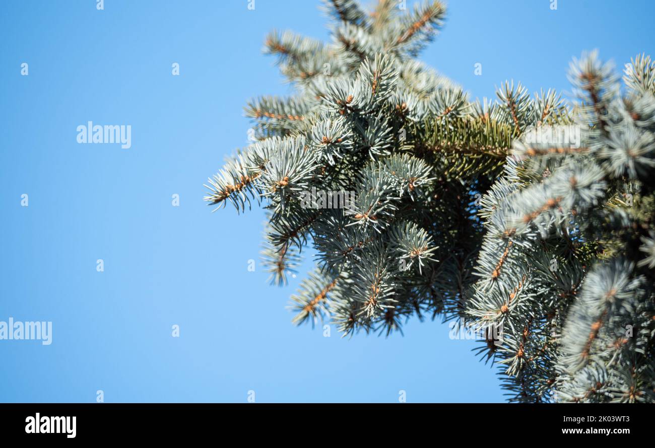 Conifer twigs close-up. Isolated branches with needles. Conceptual ...