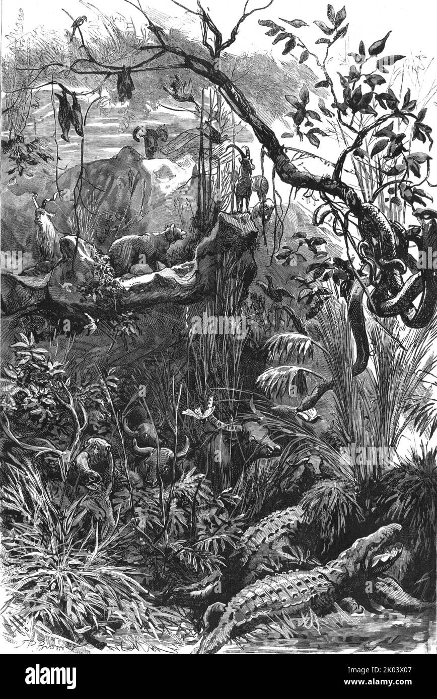 19th century indian jungle Black and White Stock Photos & Images - Alamy