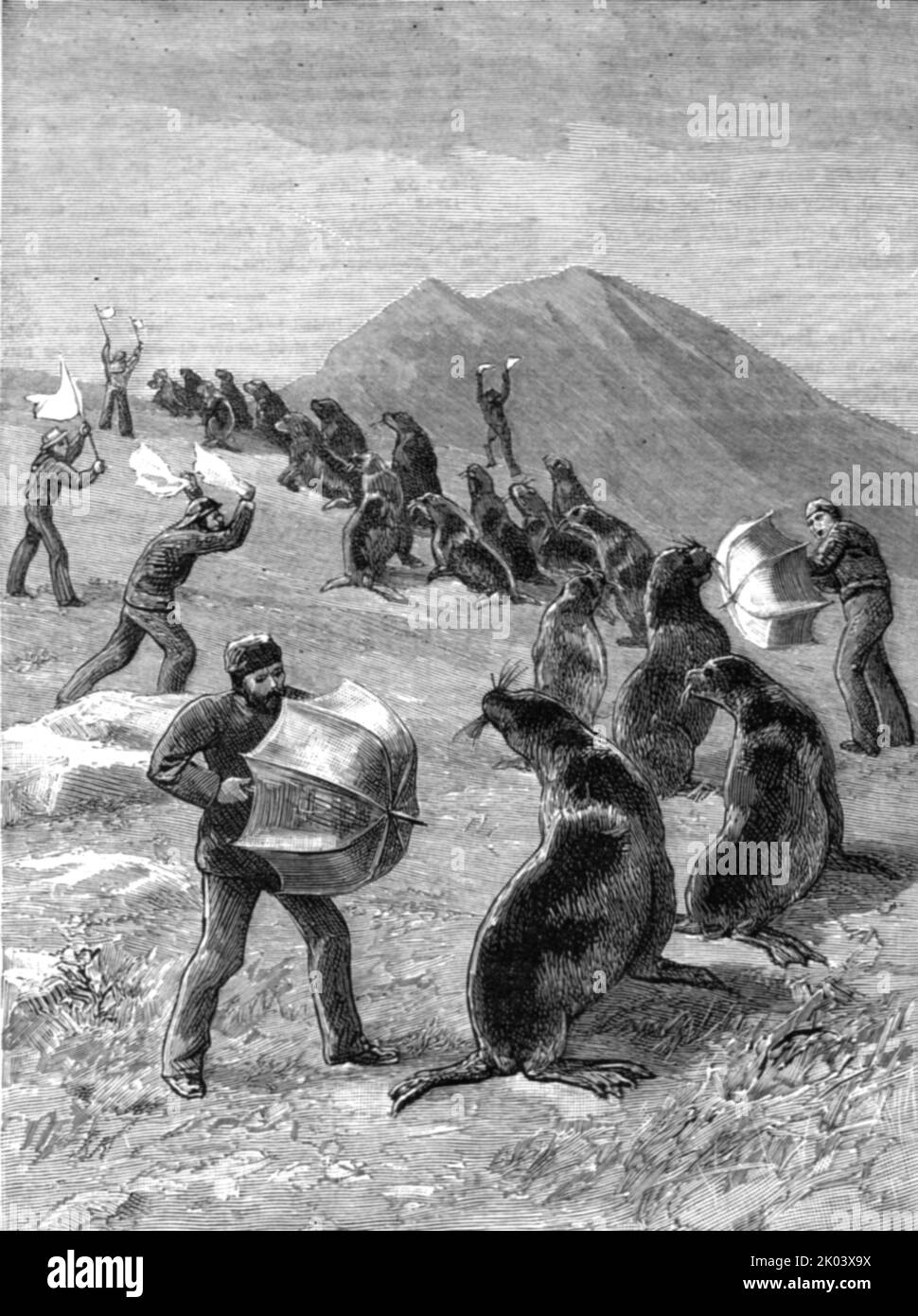 Hunting for seals Black and White Stock Photos & Images - Alamy