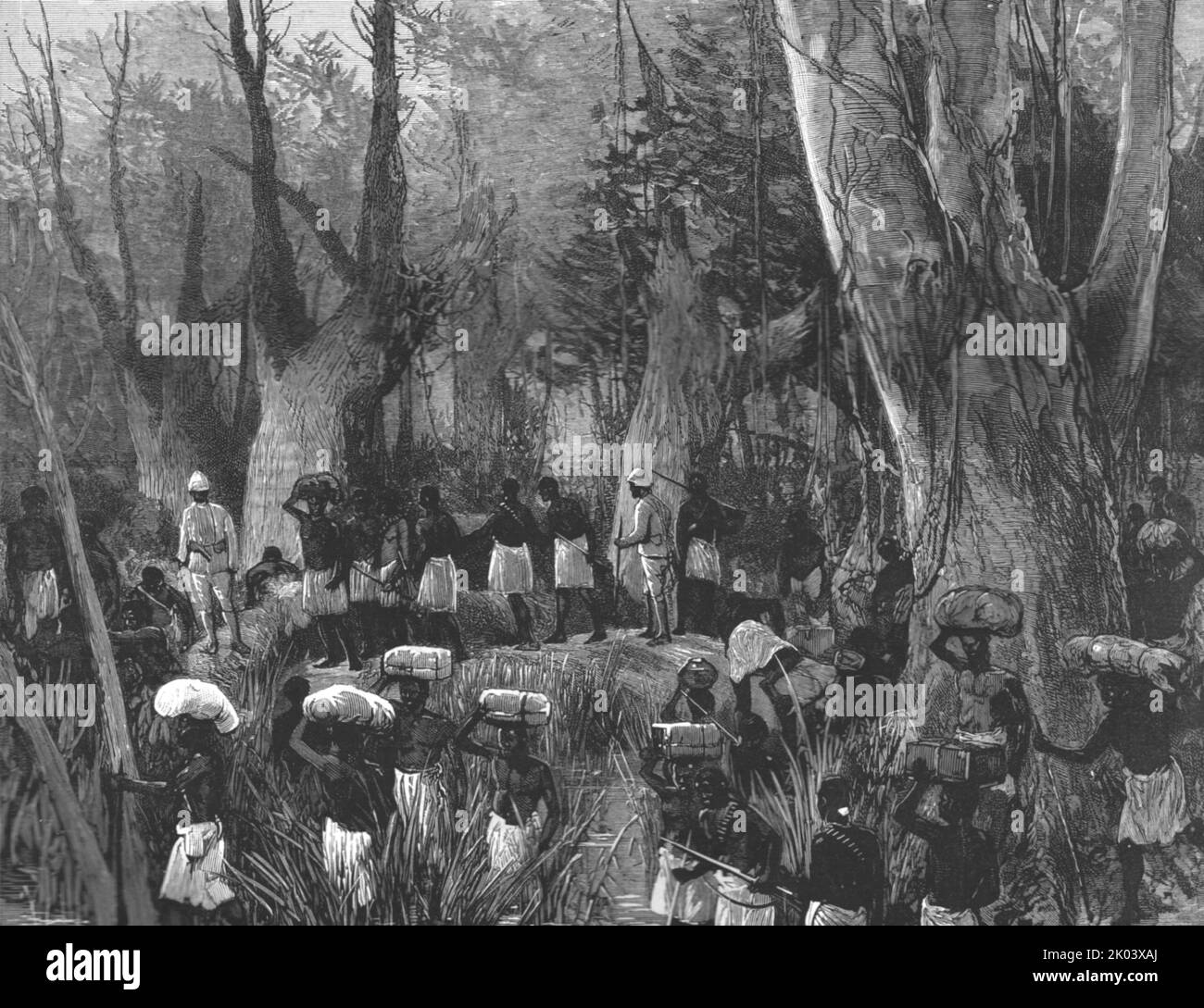 Primaeval forest Black and White Stock Photos & Images - Alamy