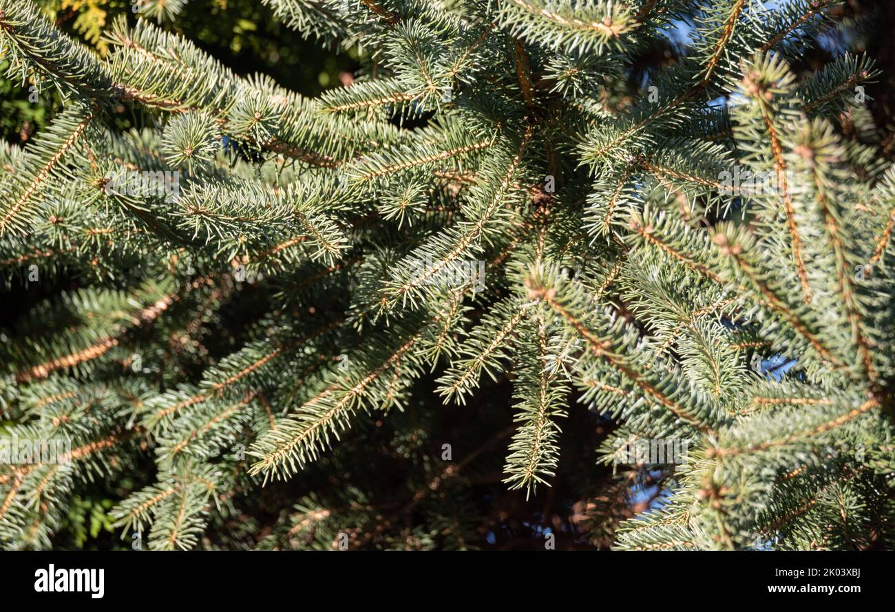 Conifer twigs close-up. Isolated branches with needles. Conceptual ...