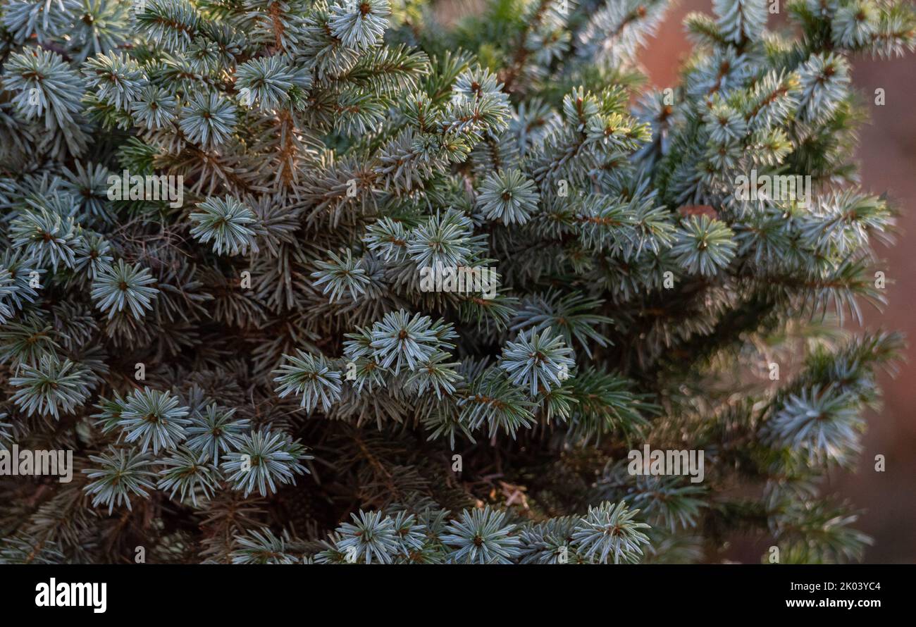 Conifer twigs close-up. Isolated branches with needles. Conceptual ...